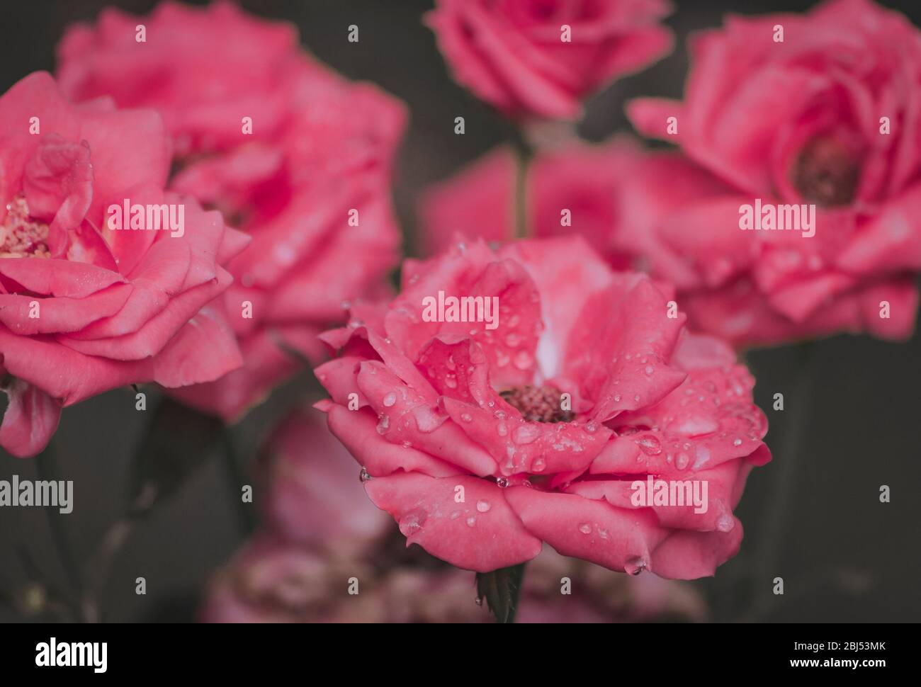 White roses dew hi-res stock photography and images - Alamy