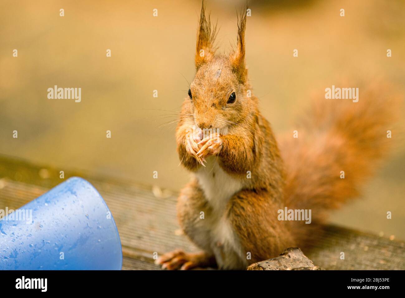 hungry squirrel with text free space Stock Photo - Alamy