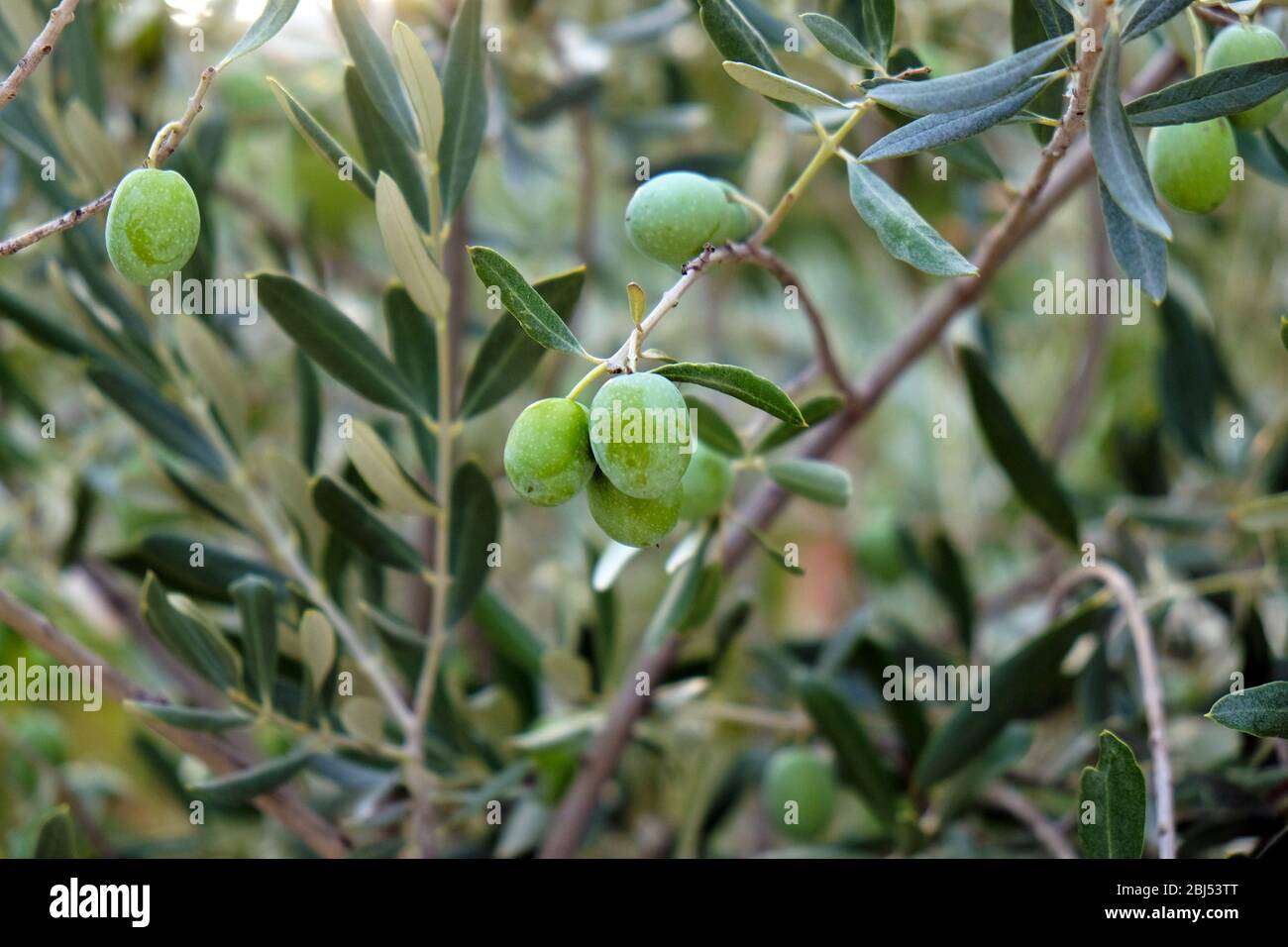 Trimmed olive tree hi-res stock photography and images - Alamy