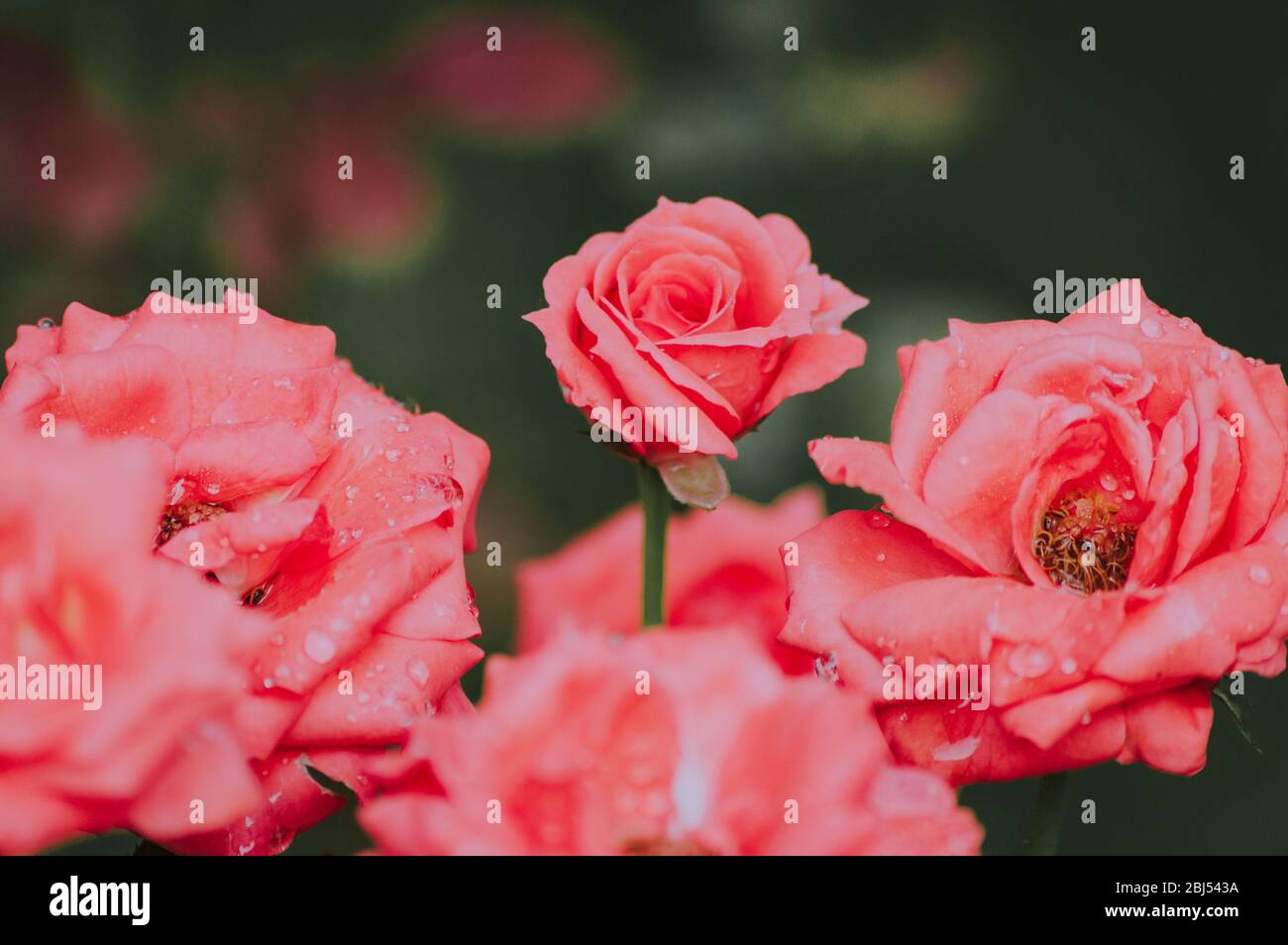 White roses dew hi-res stock photography and images - Alamy