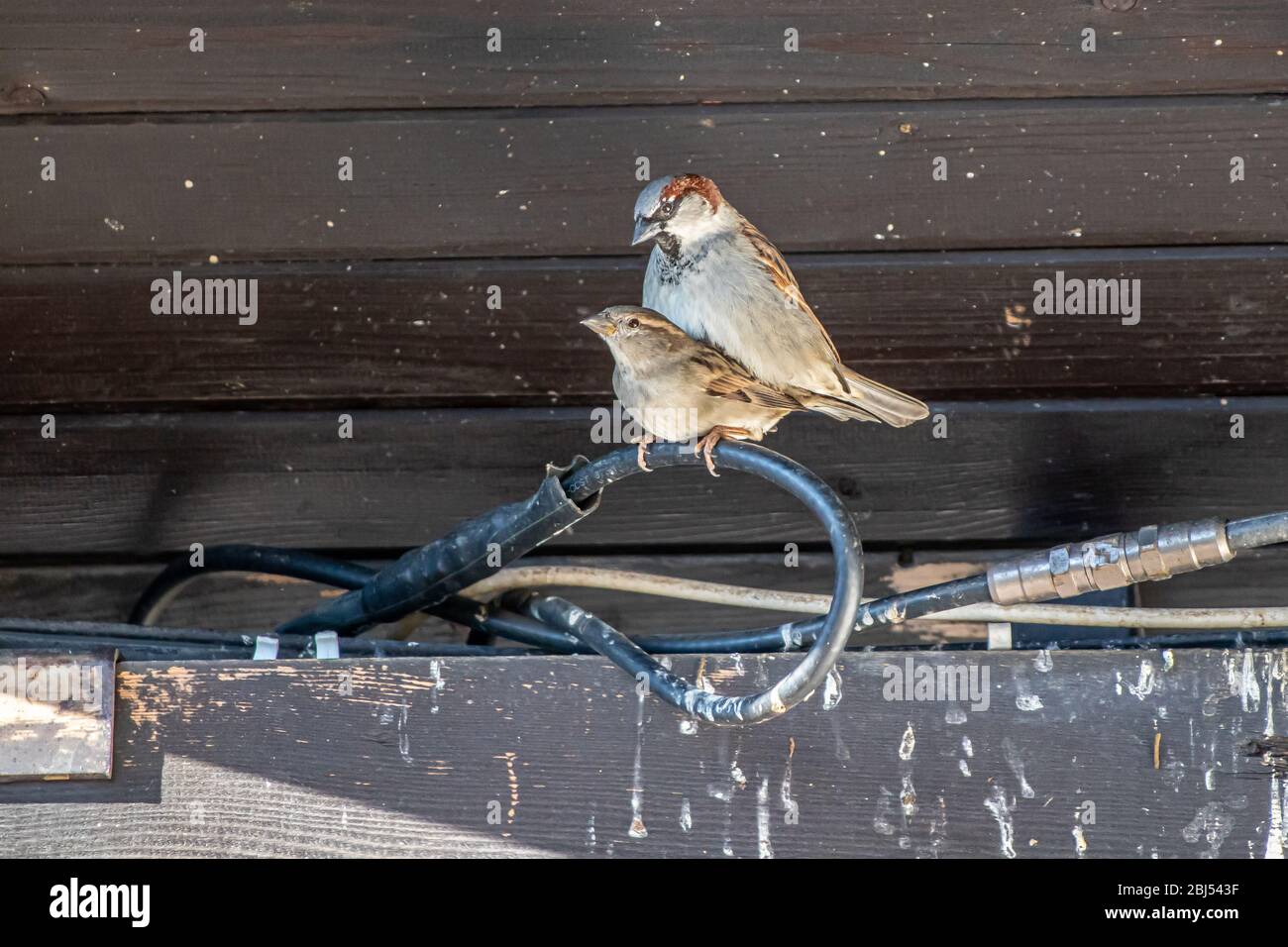 House sparrows mating on electric cable Stock Photo - Alamy