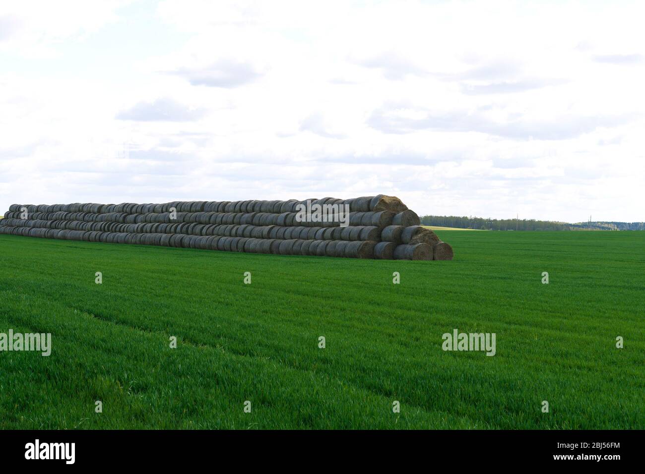 Bales of grass in the countryside on an open air field Stock Photo - Alamy