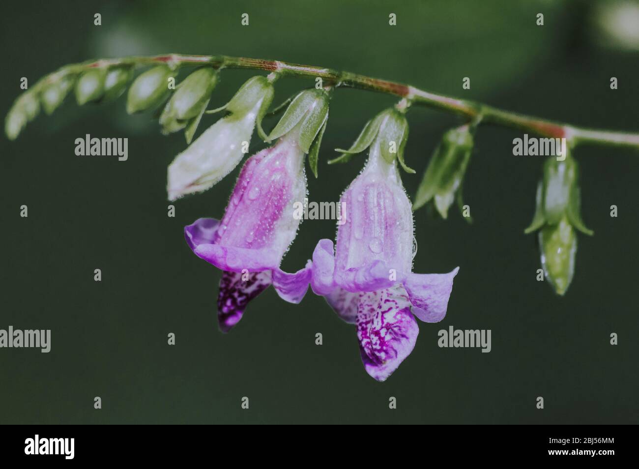 Tiny flowers in the nature Stock Photo - Alamy