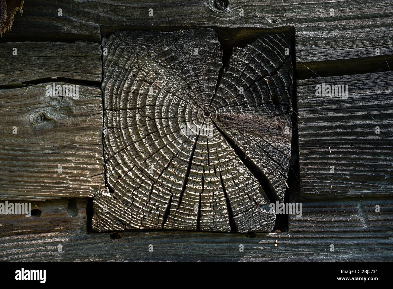 Log section hi-res stock photography and images - Alamy