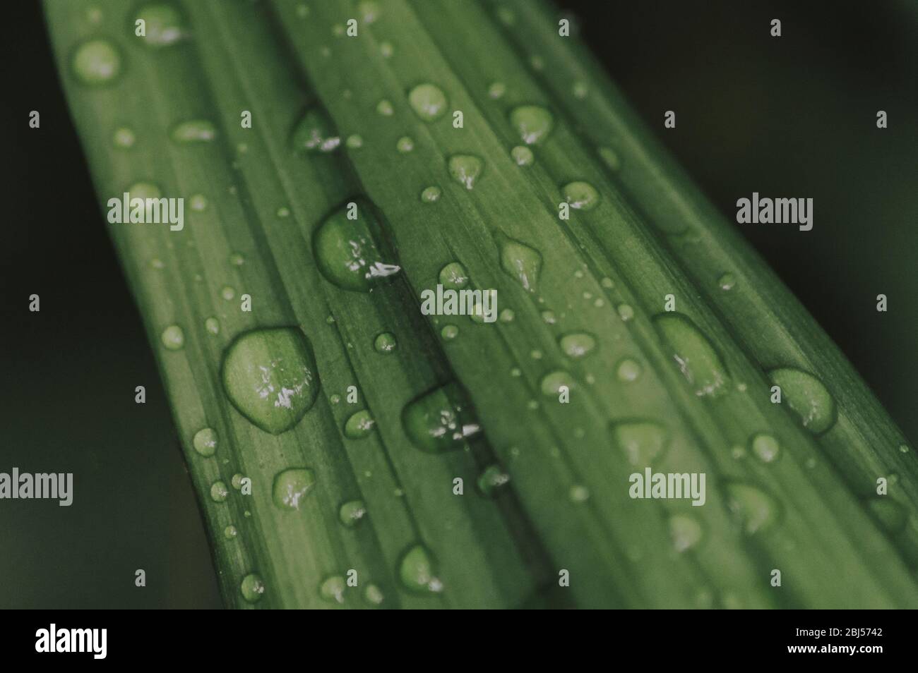 Fresh morning wet green nature hi-res stock photography and images - Alamy