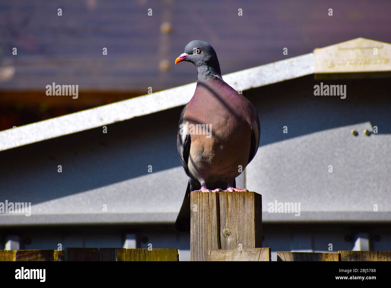 UK largest pigeon the grey wood pigeon has white neck and wing patches ...