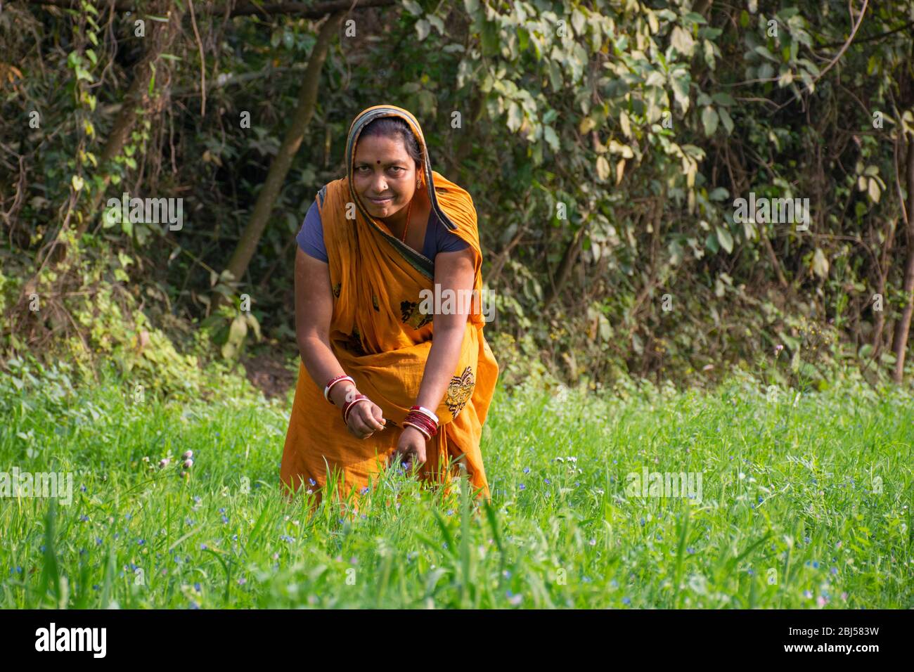 Indian women working in paddy hi-res stock photography and images - Alamy