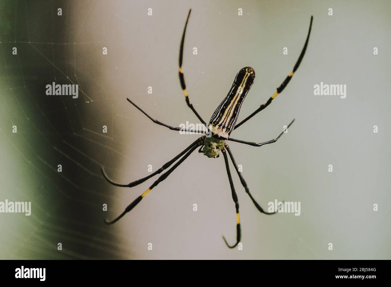 spiders and the spider web Stock Photo - Alamy