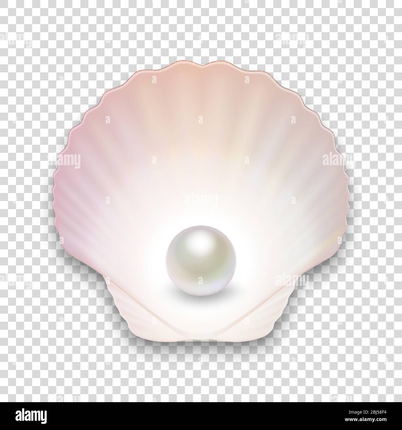 Vector 3d Realistic Natural Open Half Shell with Pearl Close up ...