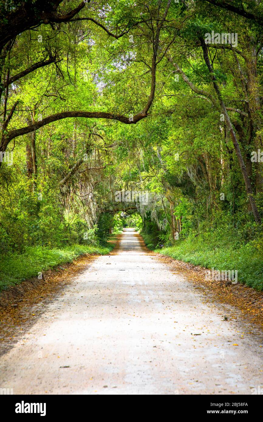 Straight road with tree canopy hi-res stock photography and images - Alamy