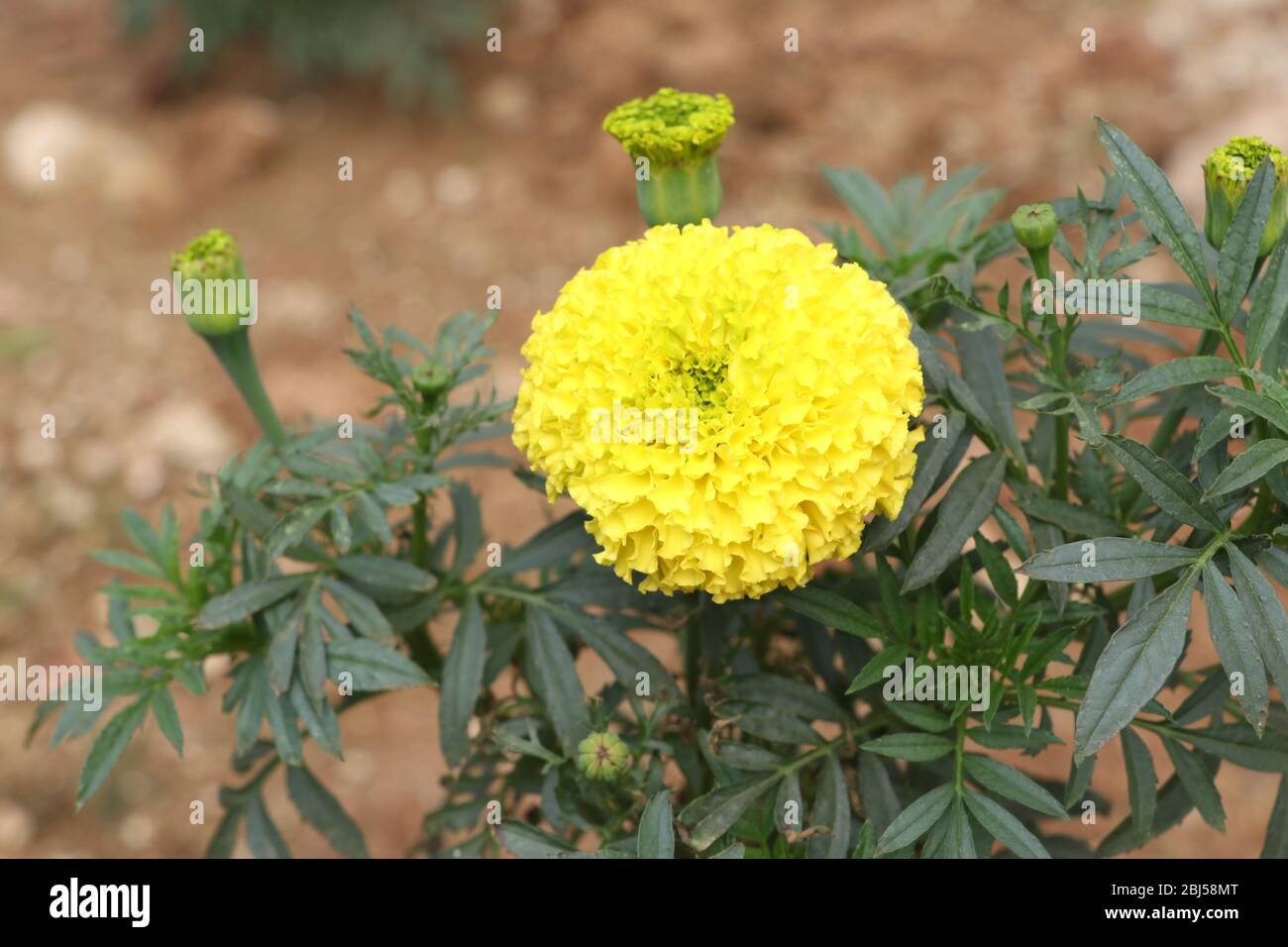 Marigold Flower (gada flower) top view in the garden, Gold Marigold ...