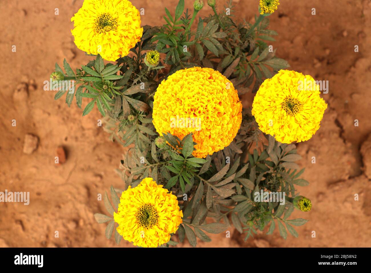 Marigold Flower (gada flower) top view in the garden, Gold Marigold ...