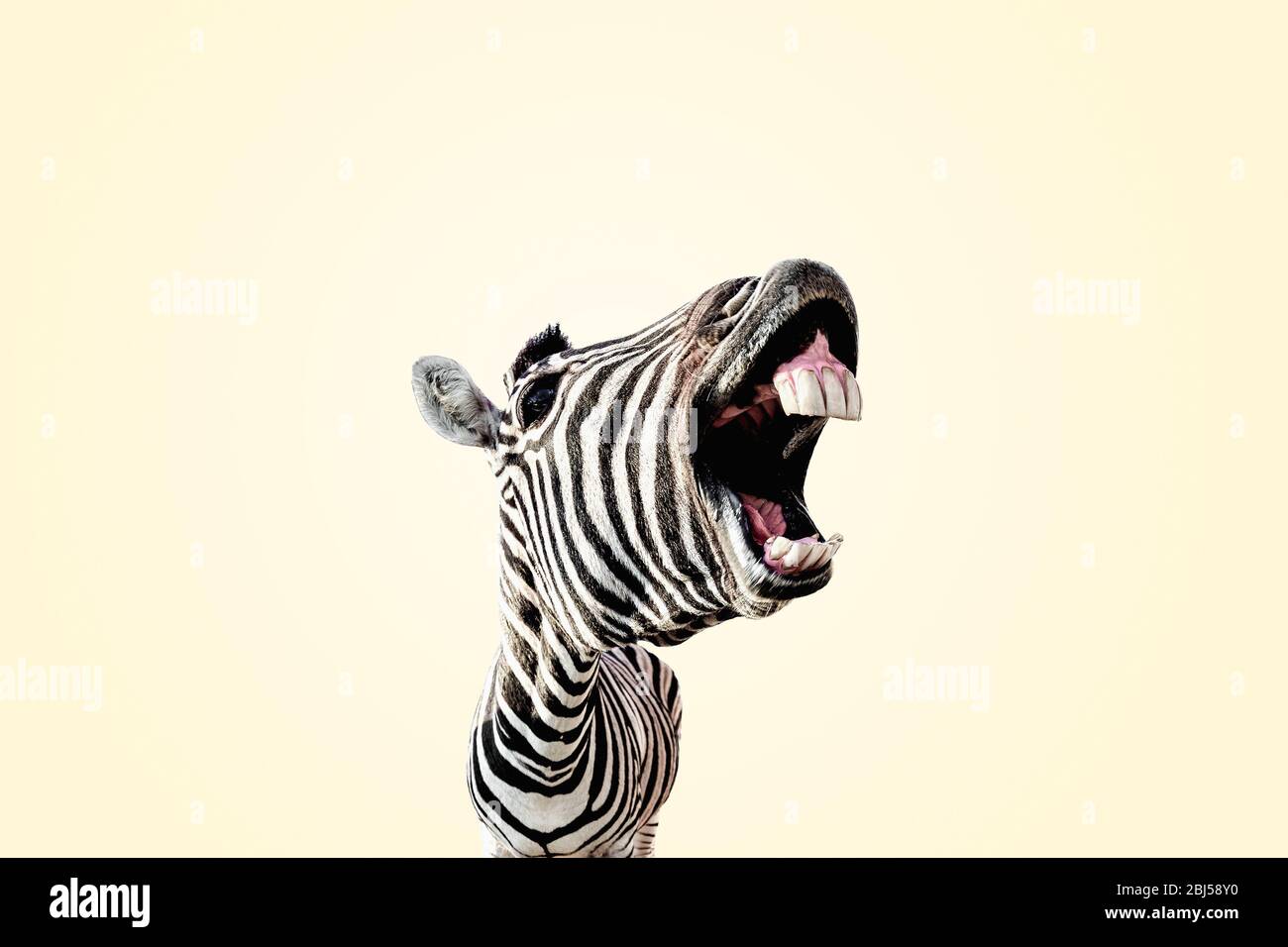 zebra with open mouth and big teeth over yellow background Stock Photo ...