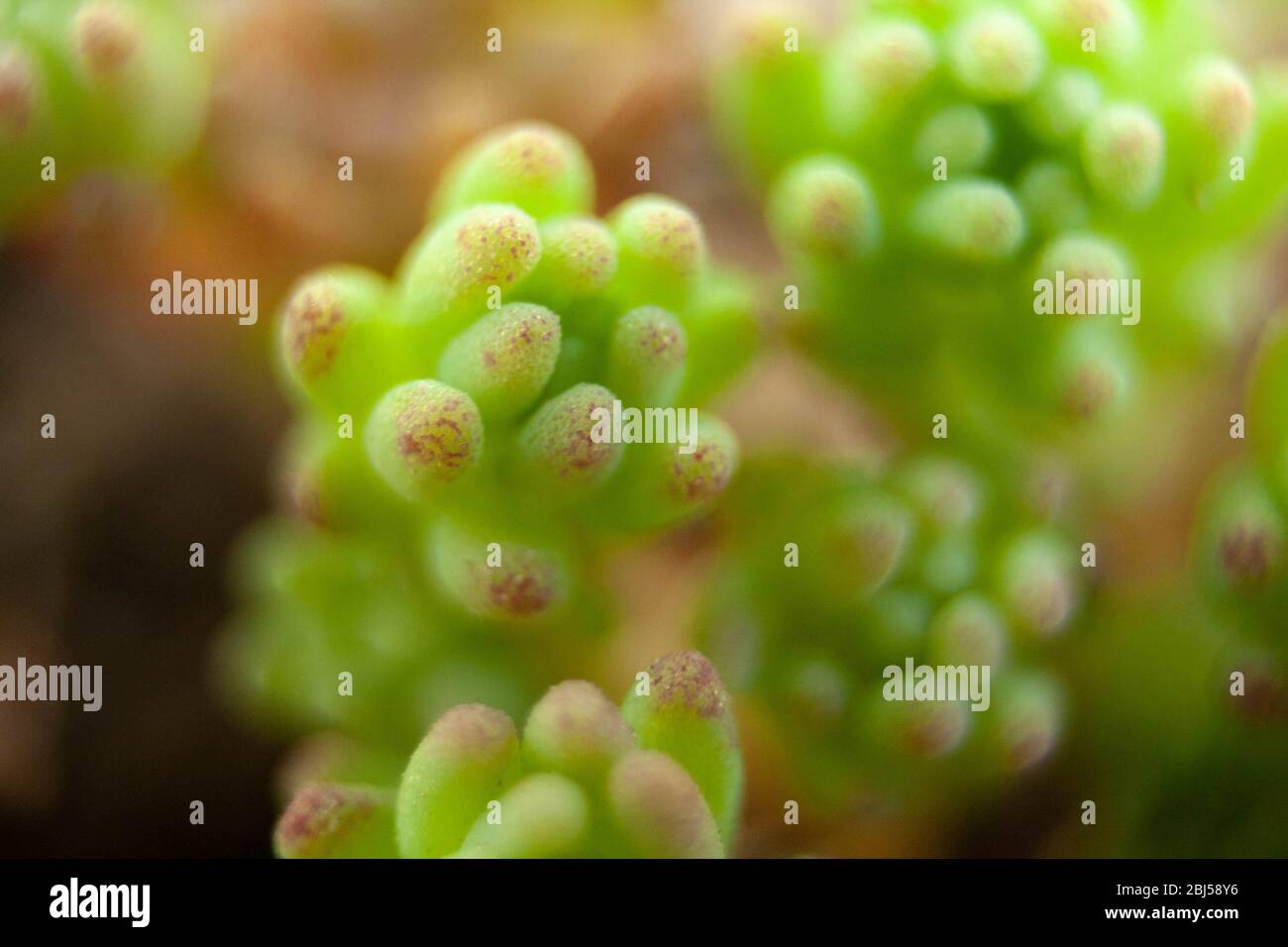 Grass tips hi-res stock photography and images - Alamy