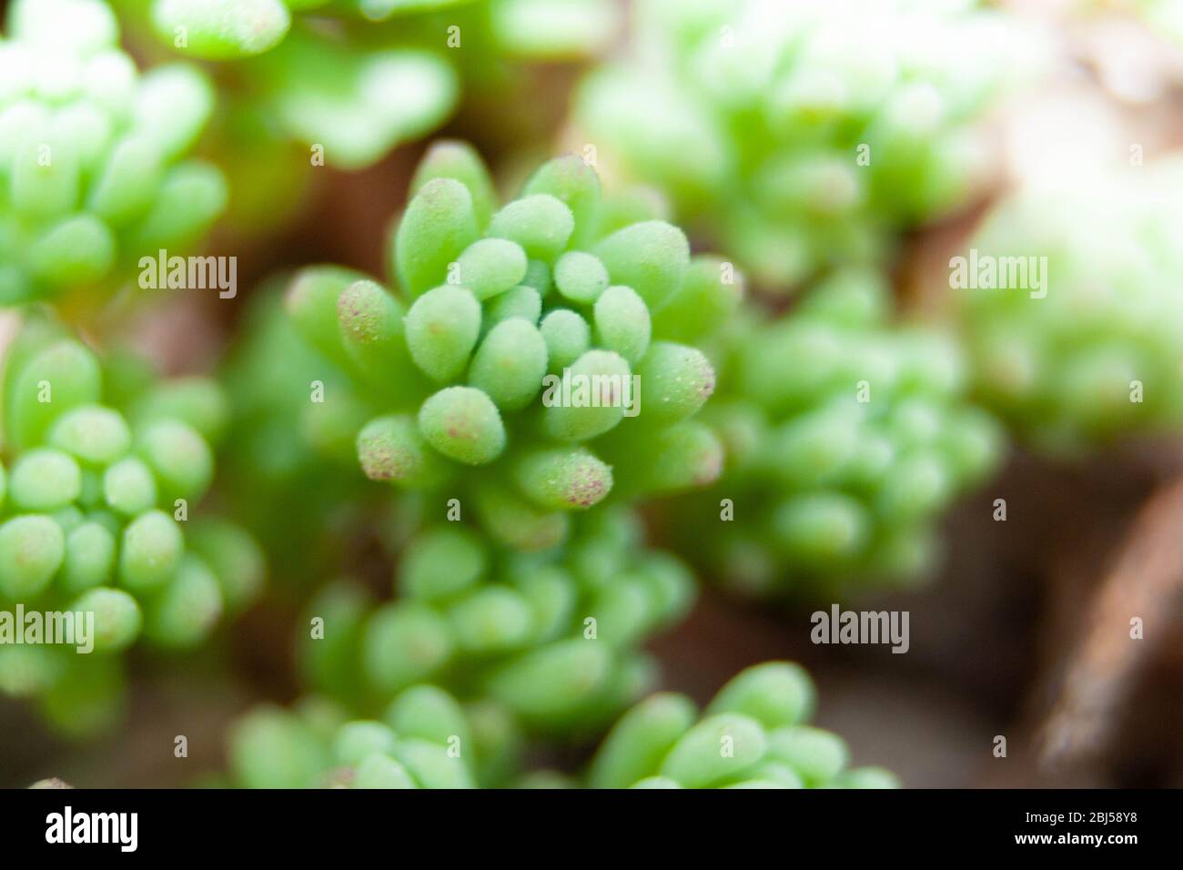 Small green garden grass with red tips close up Stock Photo - Alamy