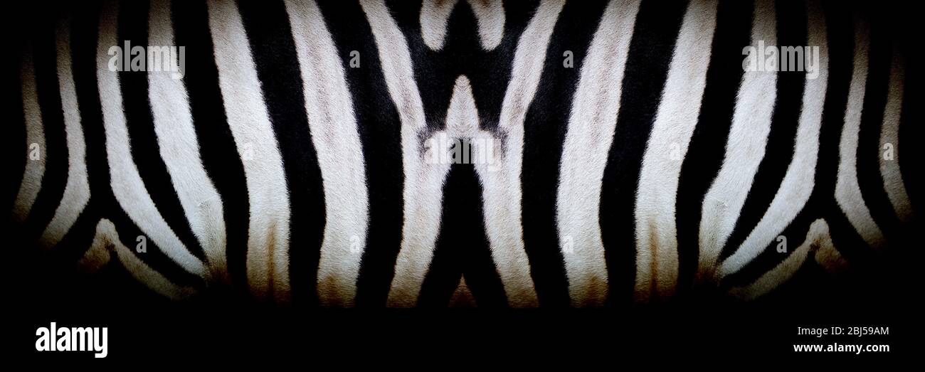 photo of zebra skin texture, zebra texture Stock Photo - Alamy