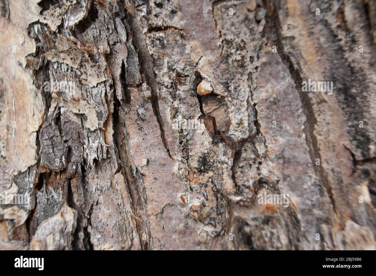 Cherry wood bark texture background hi-res stock photography and images ...