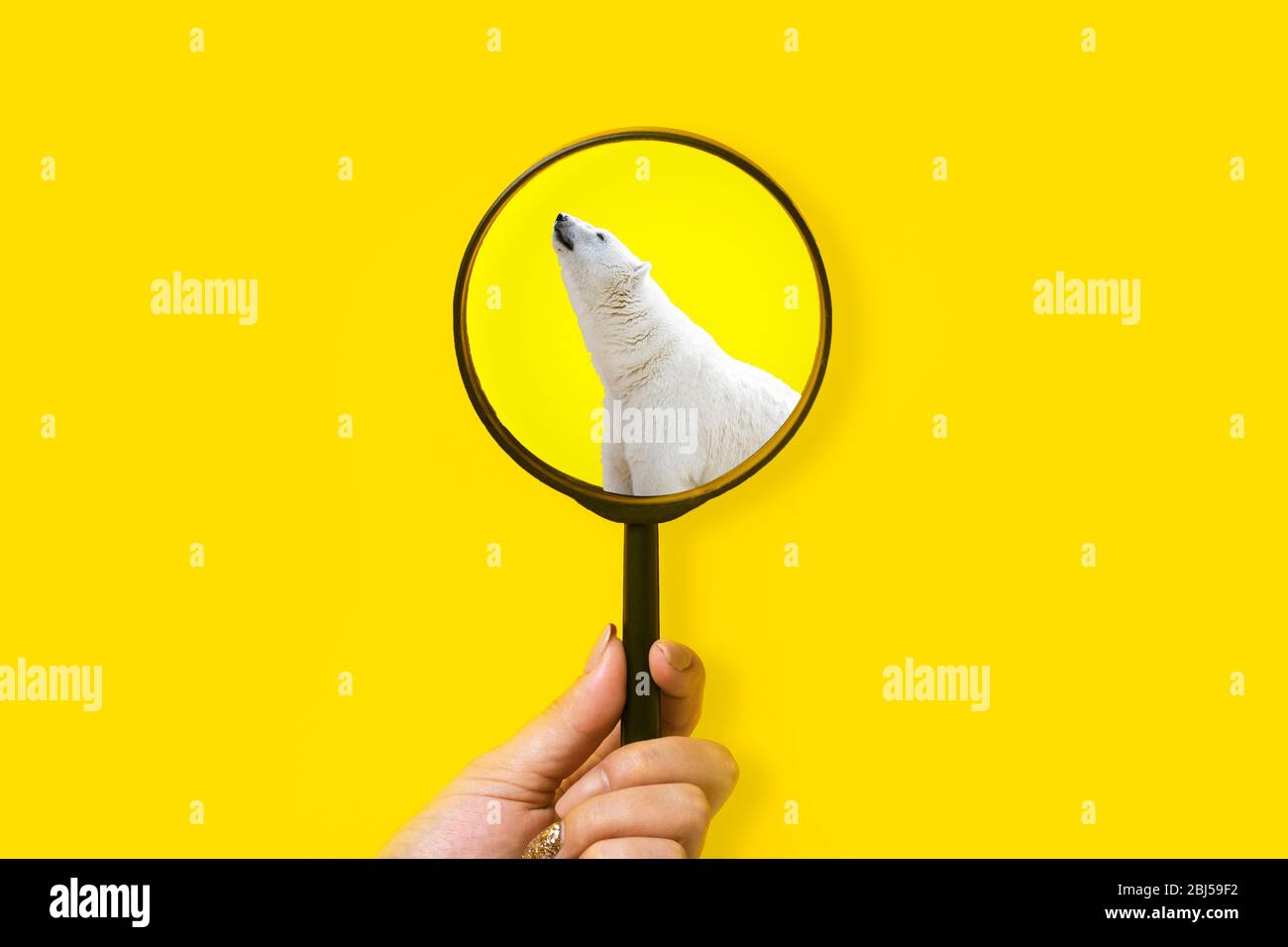 polar bear under a magnifying glass, the concept of the search for rare ...