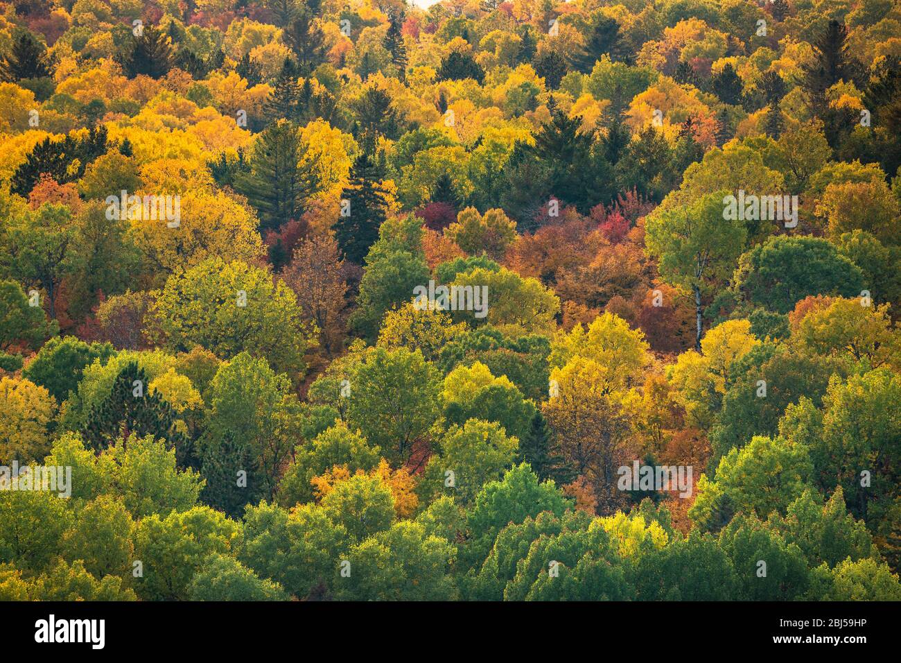 Aerial view of a fall season forest scenic view Stock Photo - Alamy