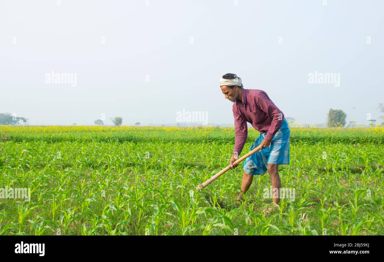 Indian Farmer Working In Agriculture Field Stock Photo - Alamy