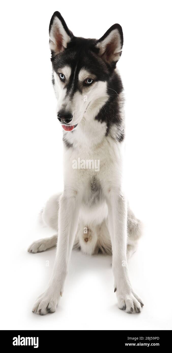 Siberian Husky sitting, isolated on white Stock Photo - Alamy