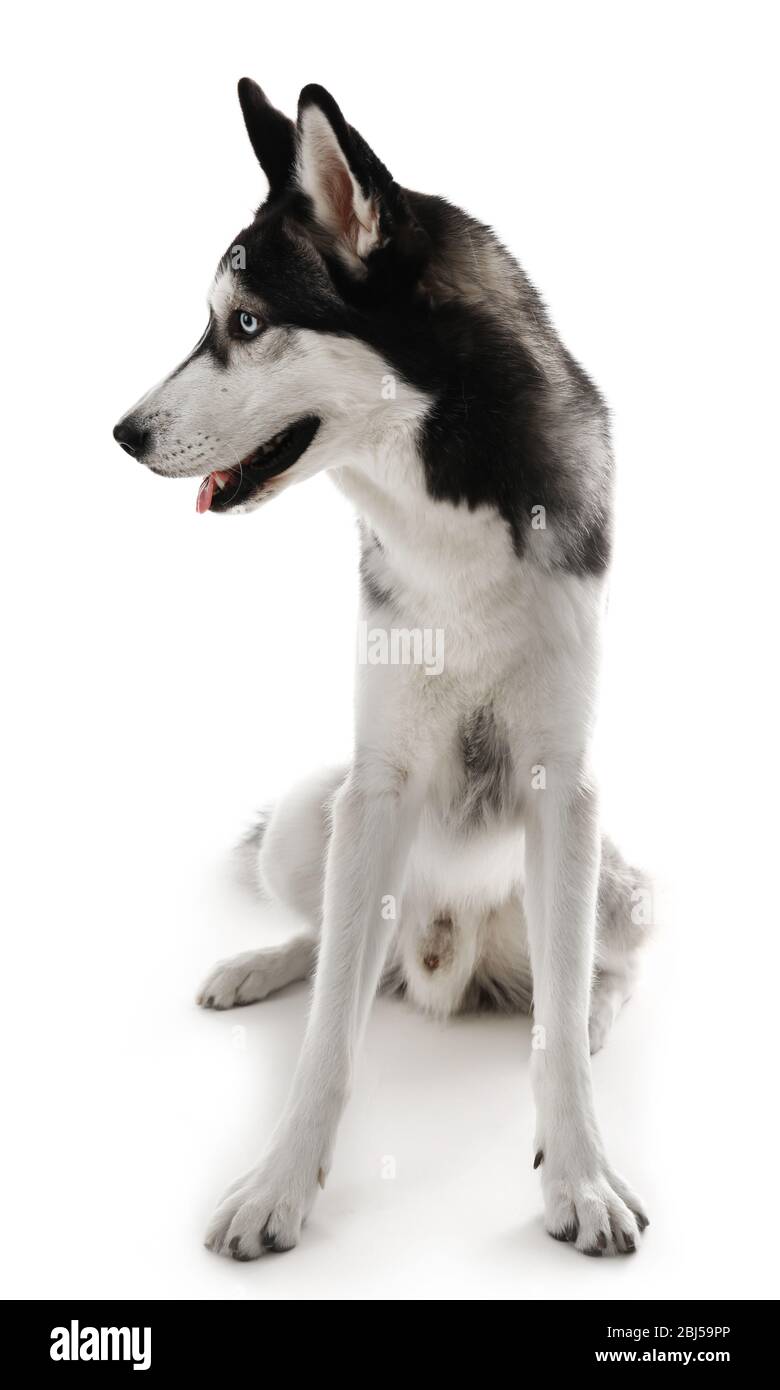 Siberian Husky sitting, isolated on white Stock Photo - Alamy