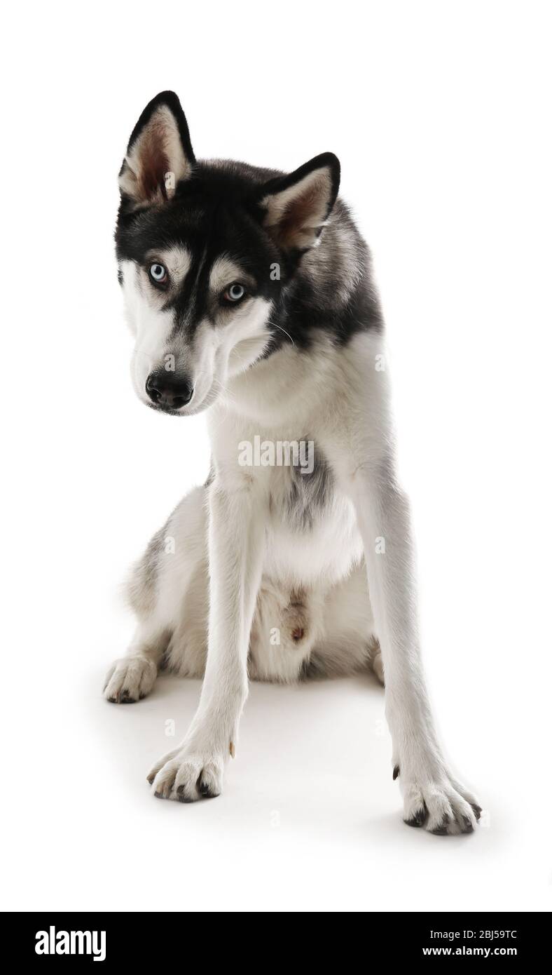 Siberian Husky sitting, isolated on white Stock Photo - Alamy