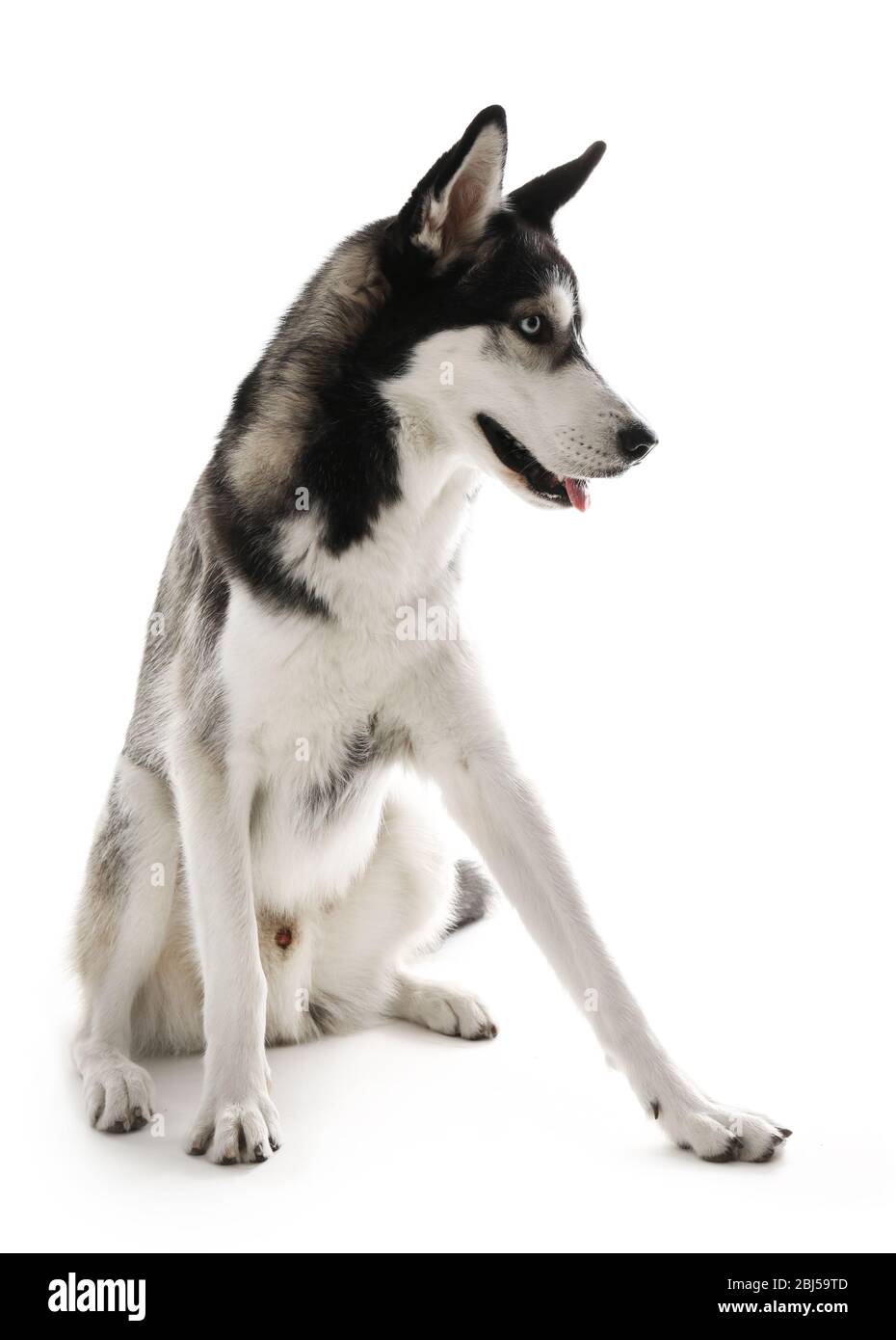 Siberian Husky sitting, isolated on white Stock Photo - Alamy