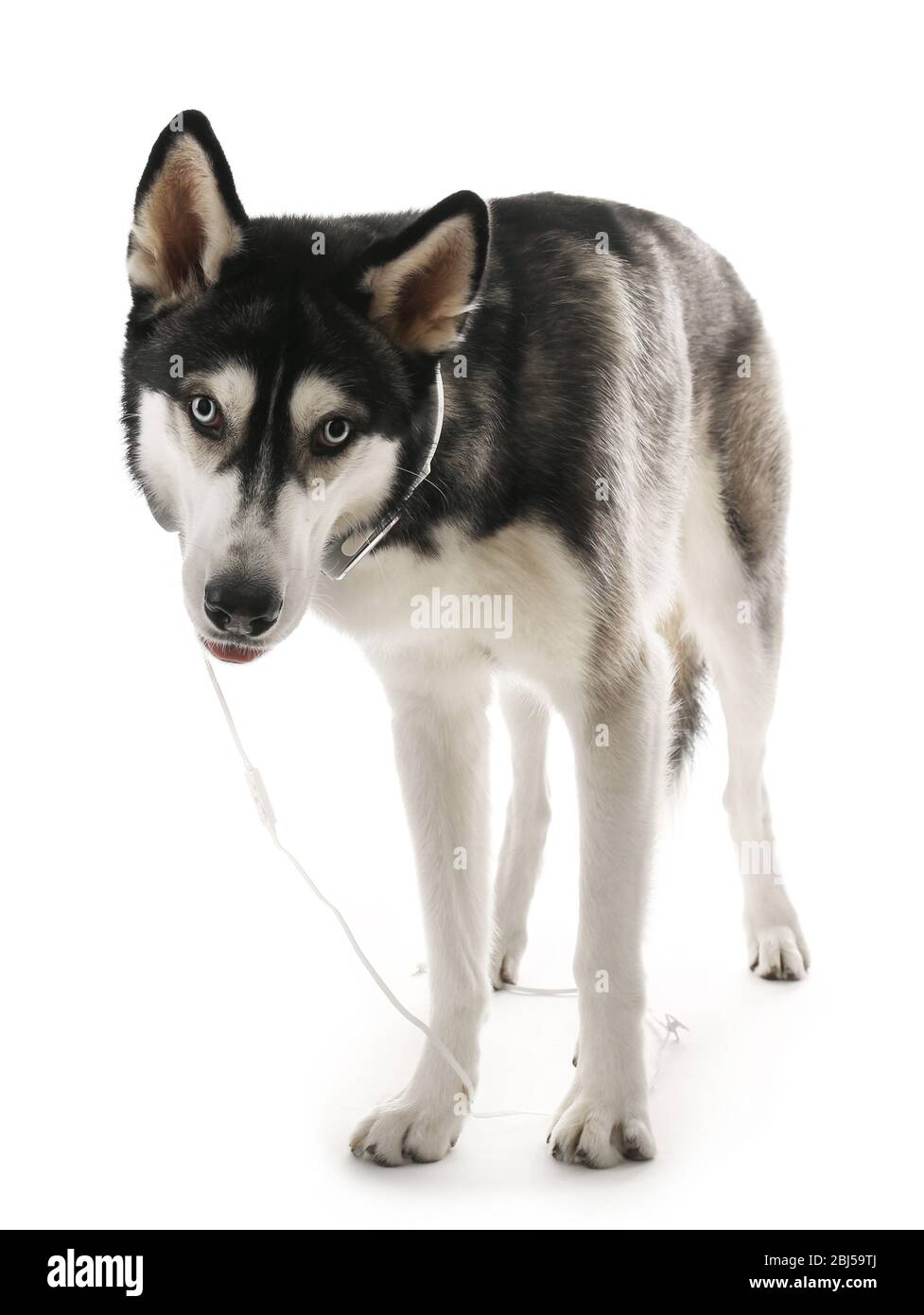 Siberian Husky in headphones, isolated on white Stock Photo - Alamy