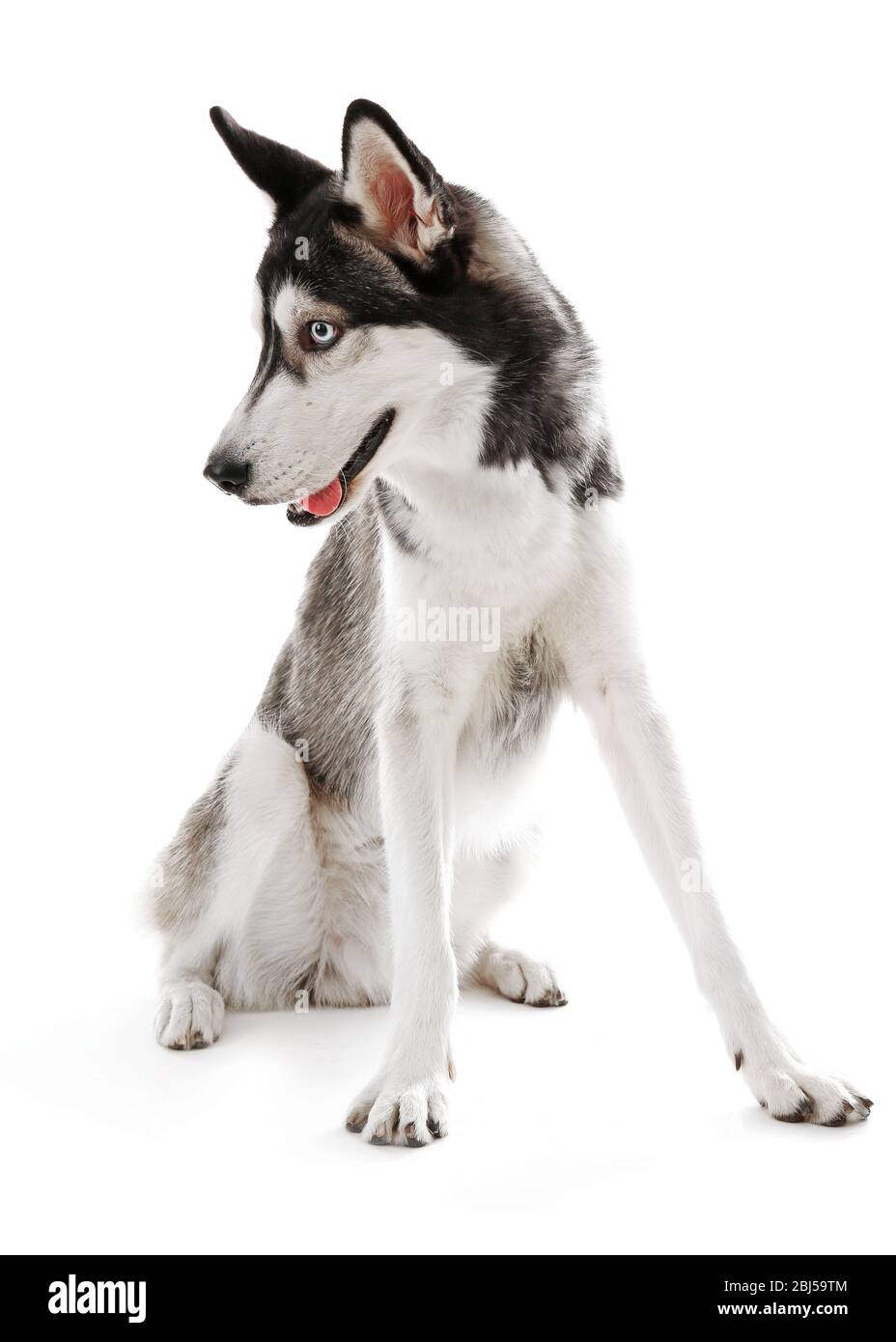Siberian Husky sitting, isolated on white Stock Photo - Alamy