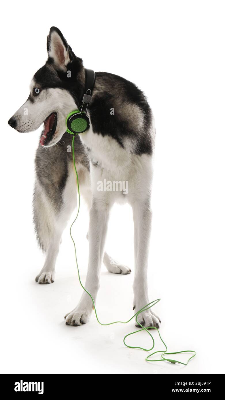 Siberian Husky in headphones, isolated on white Stock Photo - Alamy
