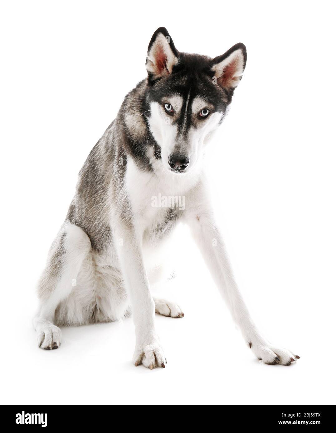Siberian Husky sitting, isolated on white Stock Photo - Alamy