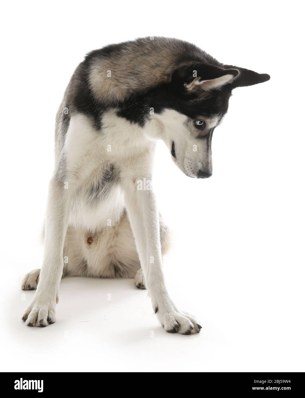 Siberian Husky sitting, isolated on white Stock Photo - Alamy