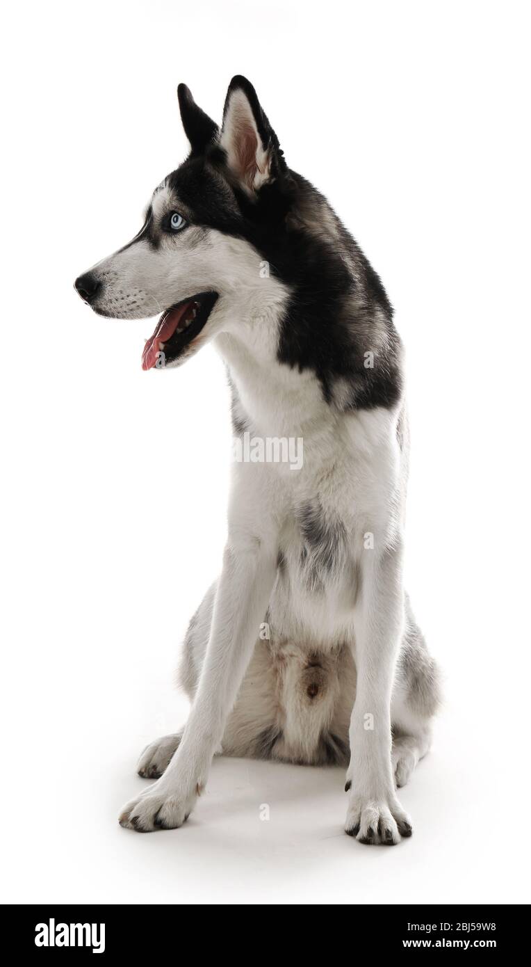 Siberian Husky sitting, isolated on white Stock Photo - Alamy