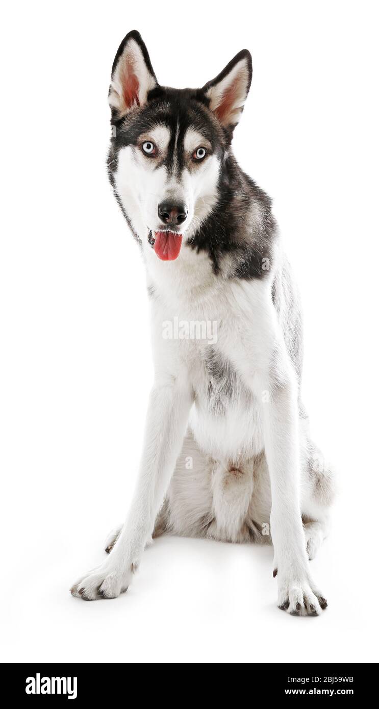 Siberian Husky sitting, isolated on white Stock Photo - Alamy