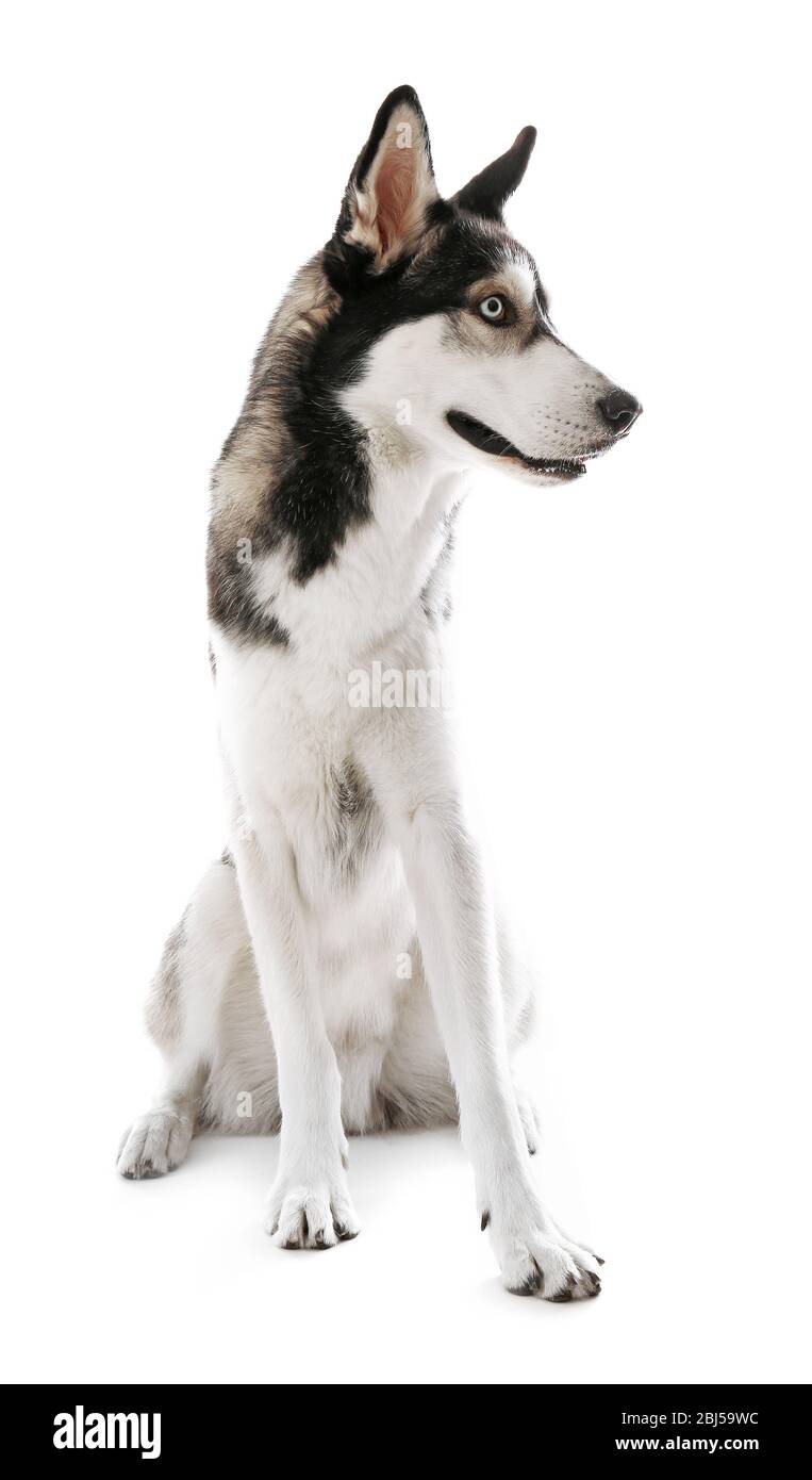 Siberian Husky sitting, isolated on white Stock Photo - Alamy