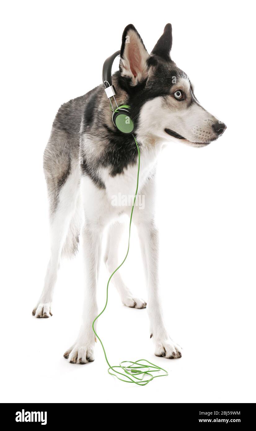 Siberian Husky in headphones, isolated on white Stock Photo - Alamy
