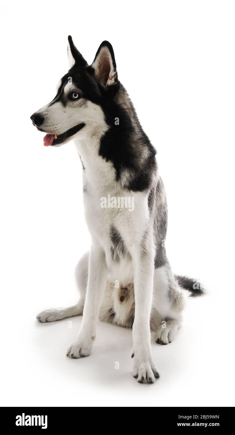 Siberian Husky sitting, isolated on white Stock Photo - Alamy