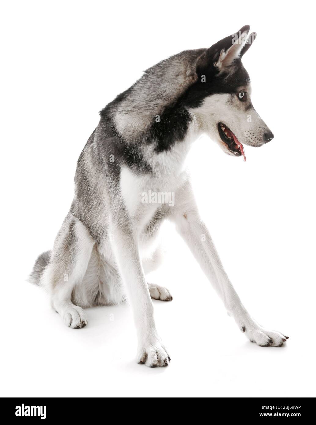 Siberian Husky sitting, isolated on white Stock Photo - Alamy