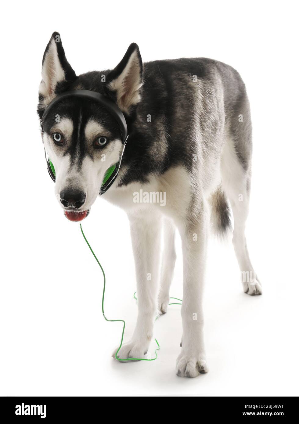 Siberian Husky in headphones, isolated on white Stock Photo - Alamy