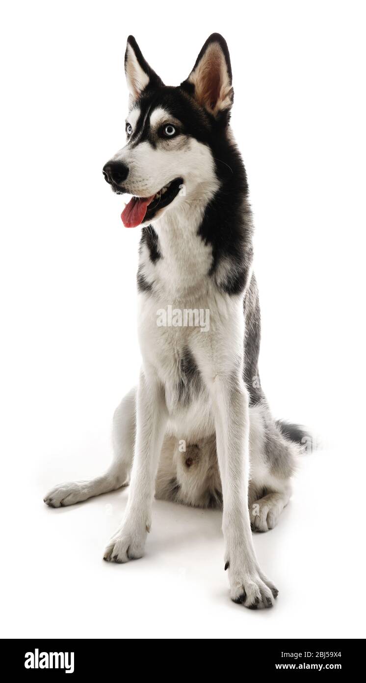 Siberian Husky sitting, isolated on white Stock Photo - Alamy
