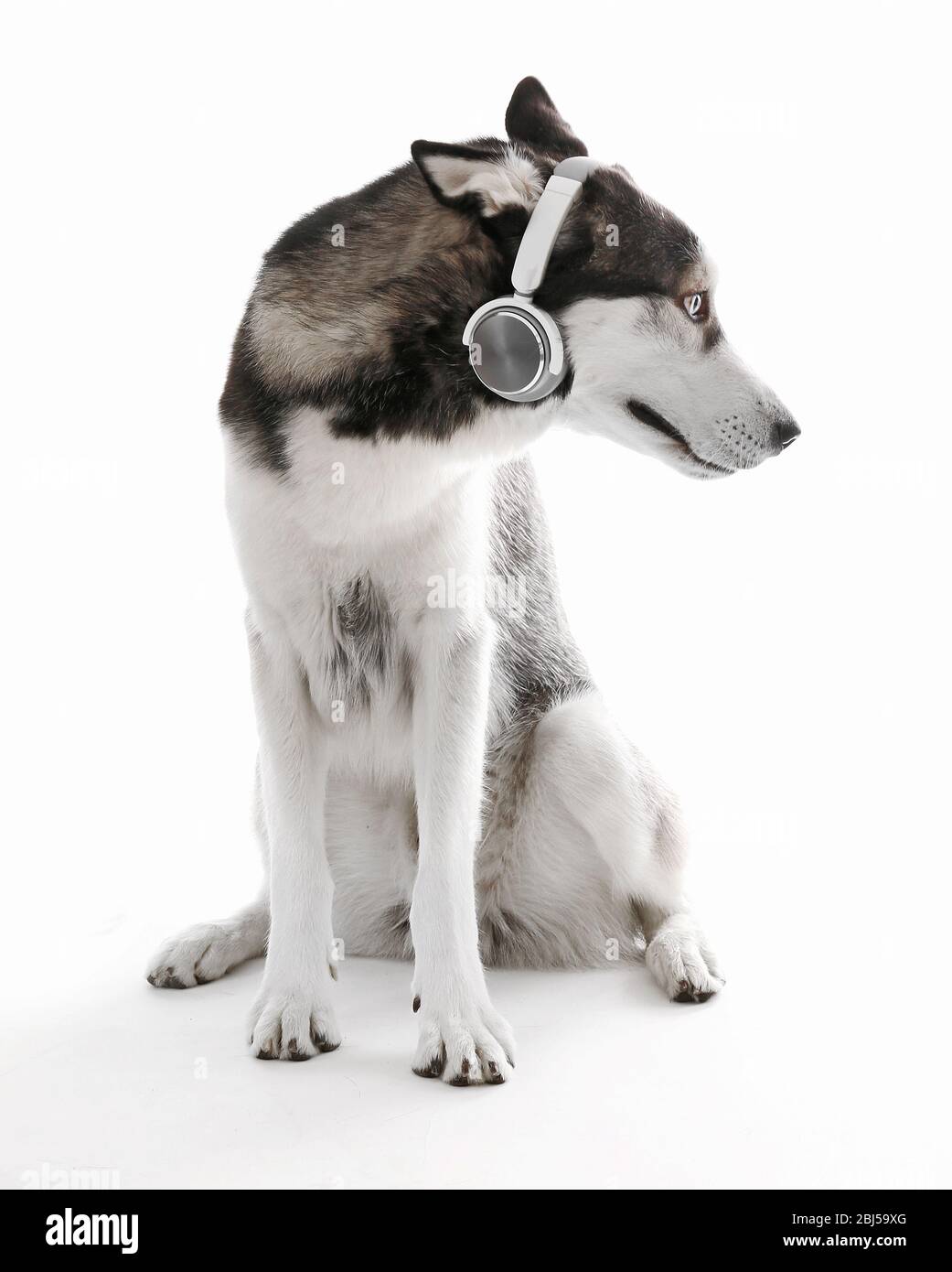Siberian Husky sitting in headphones, isolated on white Stock Photo - Alamy