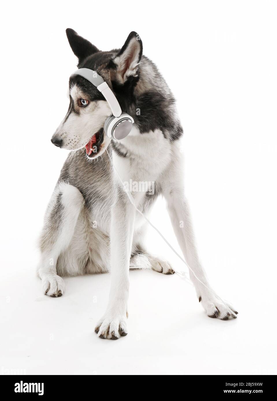 Siberian Husky sitting in headphones, isolated on white Stock Photo - Alamy