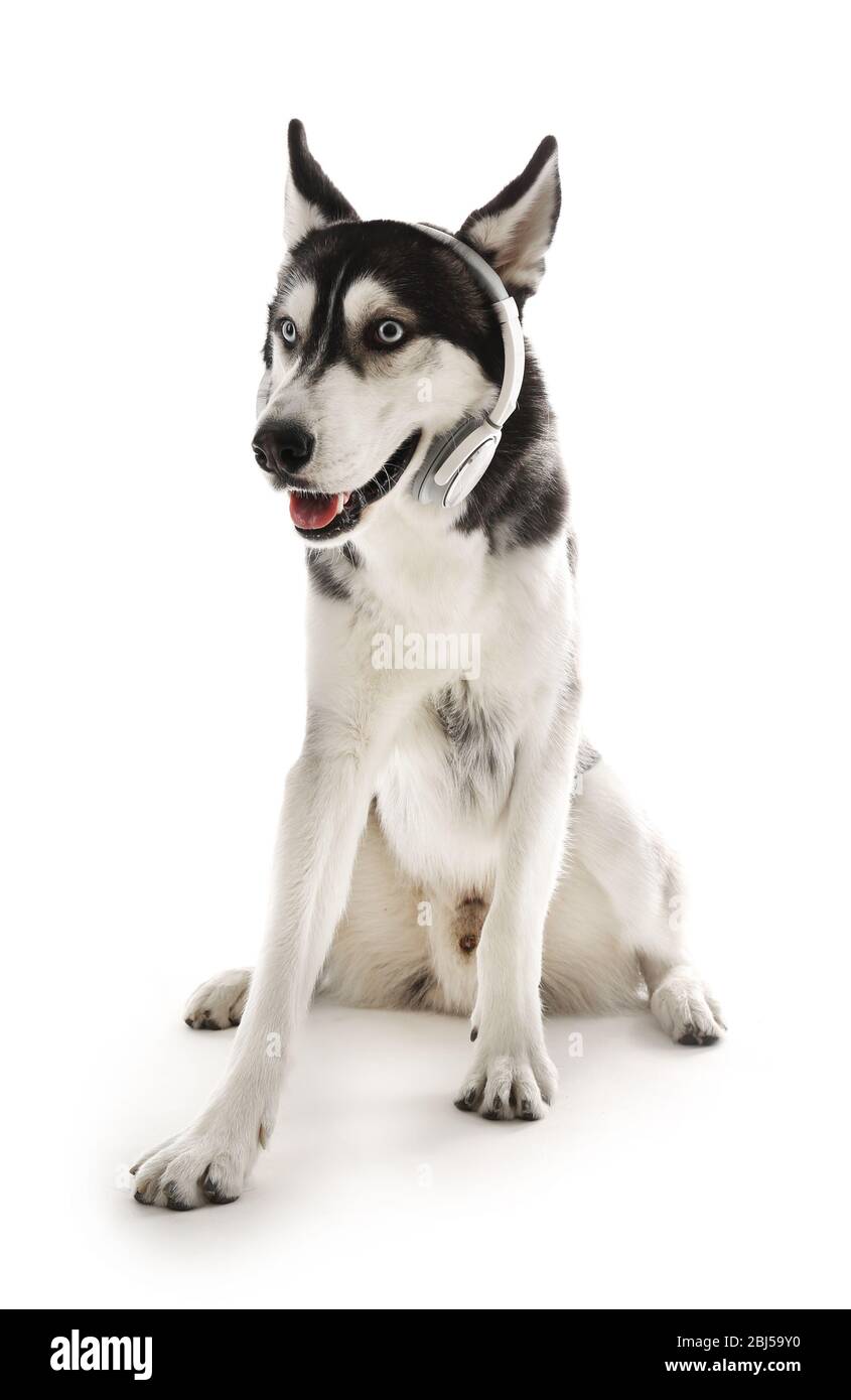 Siberian Husky sitting in headphones, isolated on white Stock Photo - Alamy