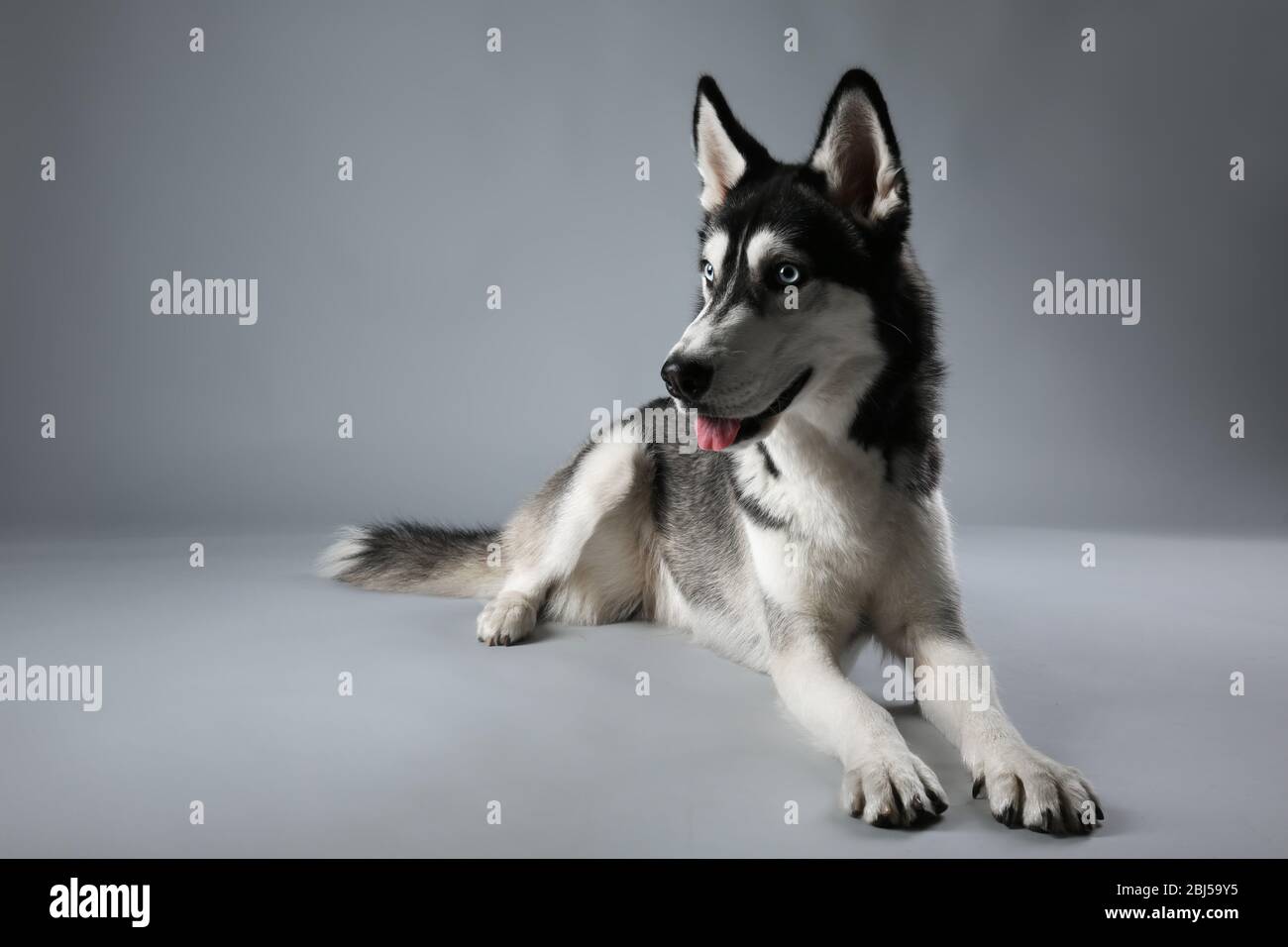 Siberian husky puppy laying on hi-res stock photography and images - Alamy