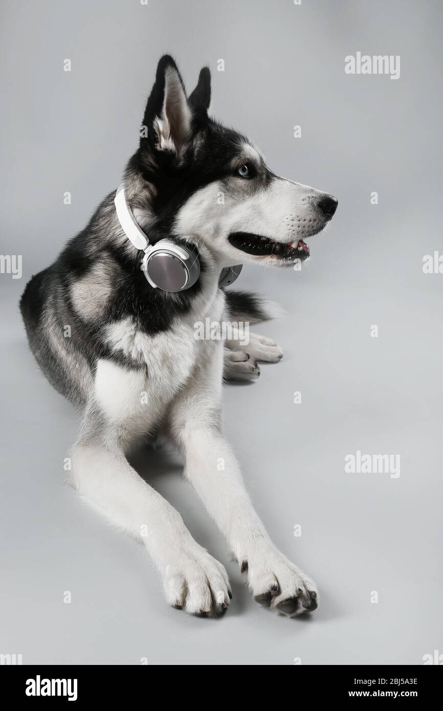 Young Husky in headphones laying on grey background Stock Photo - Alamy