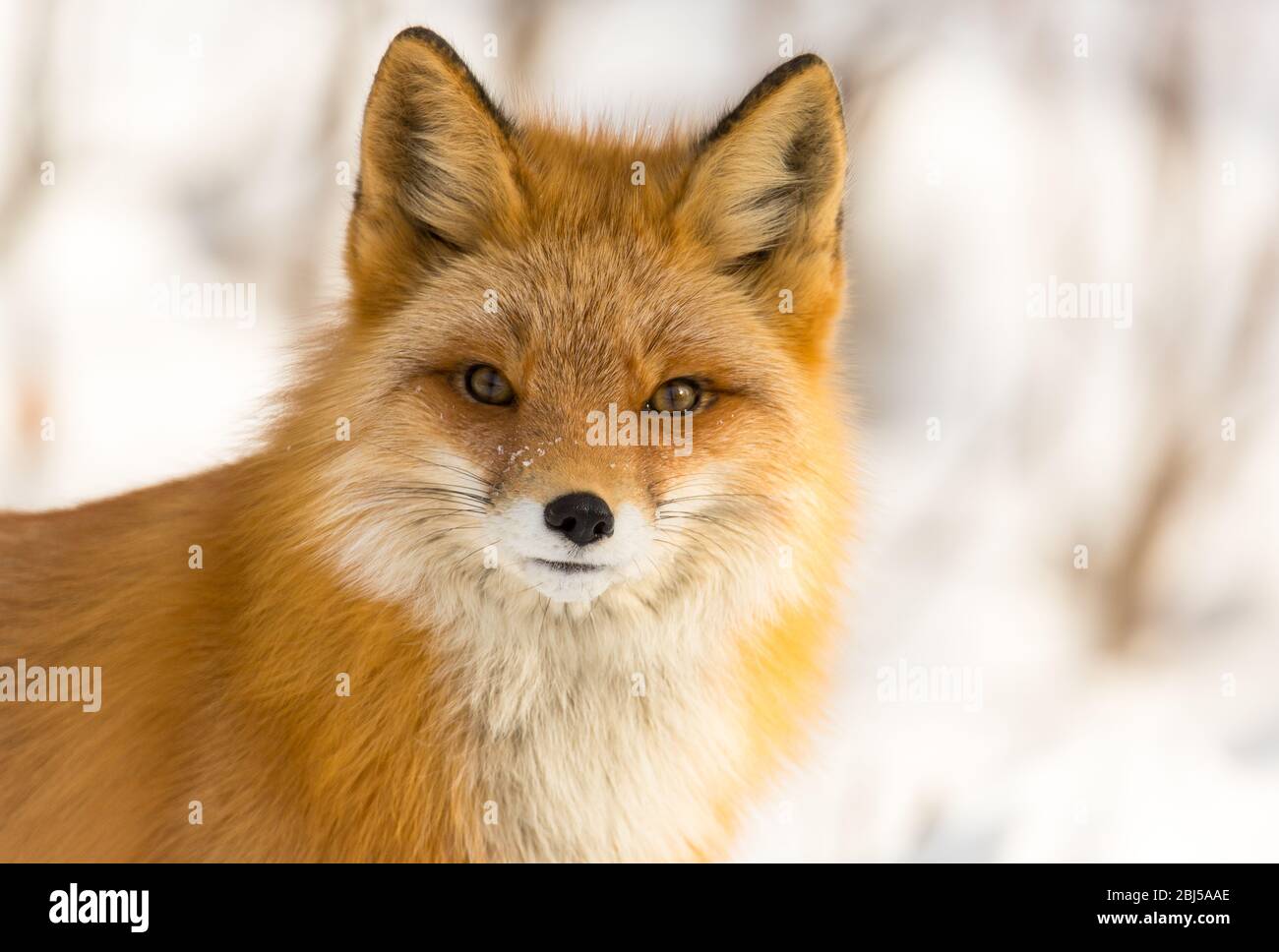 Wildlife in Alaska'a snowy winter Stock Photo - Alamy