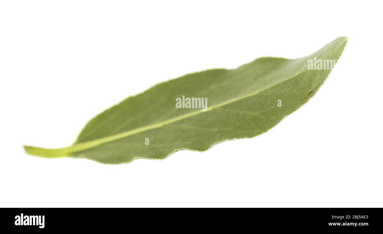 Fresh bay leaf, isolated on white Stock Photo - Alamy