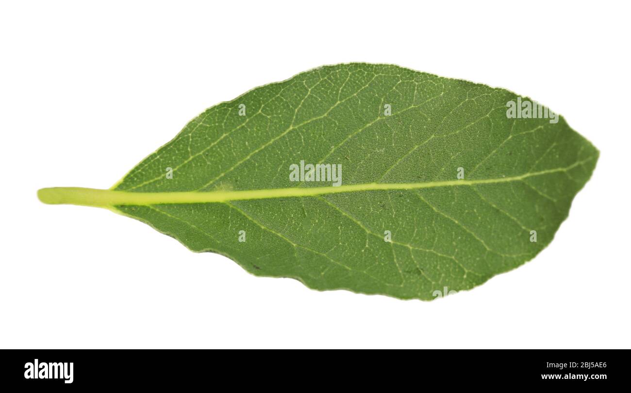 Fresh bay leaf, isolated on white Stock Photo - Alamy