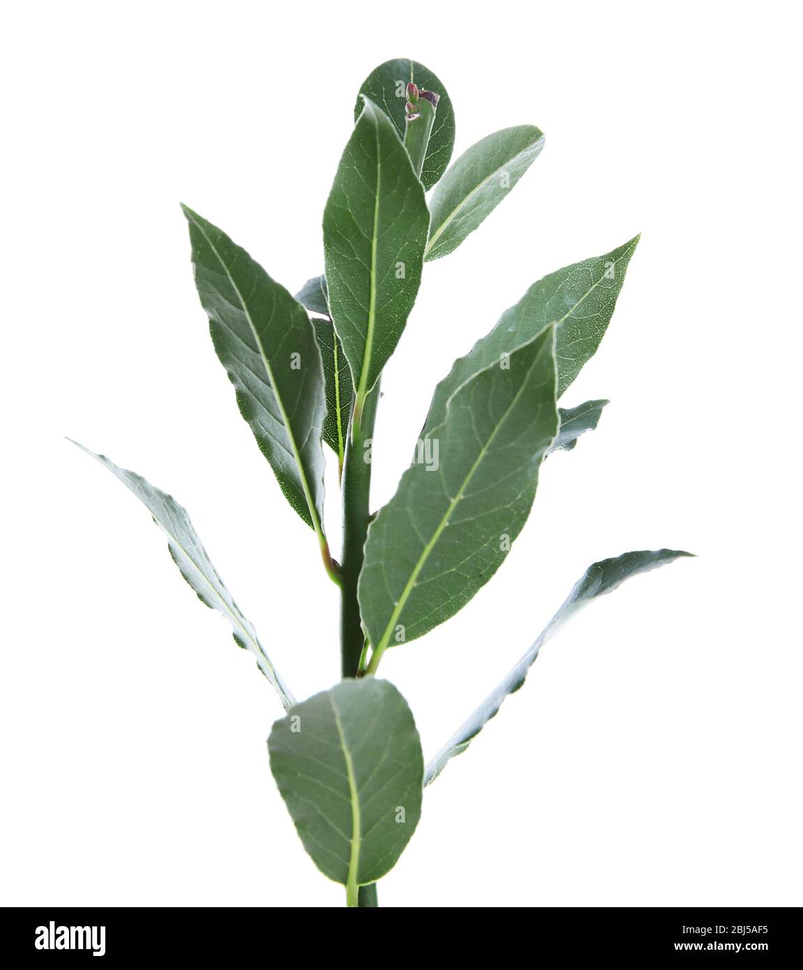 Fresh twig with bay leaves, isolated on white Stock Photo - Alamy